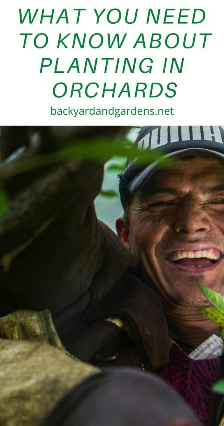What You Need to Know About Planting in Orchards – Creative Back Yards ...