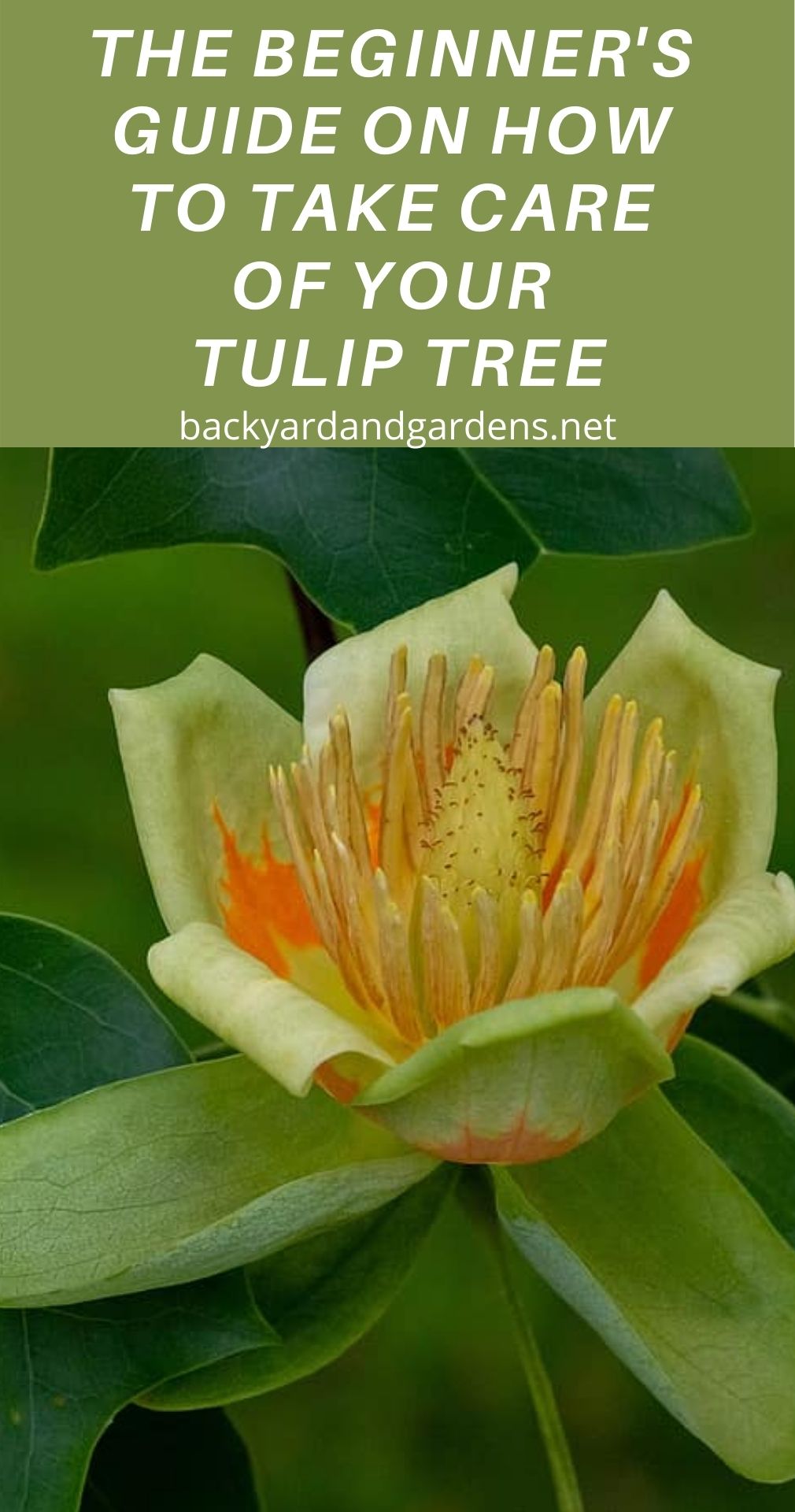The Beginner’s Guide on How to Take Care of Your Tulip Tree – Creative ...